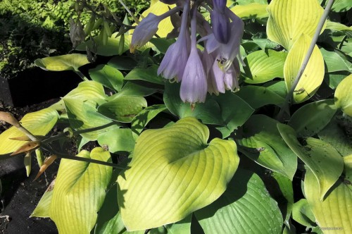 Hosta „Sunny Halcyon” - funkia - Sadzawka