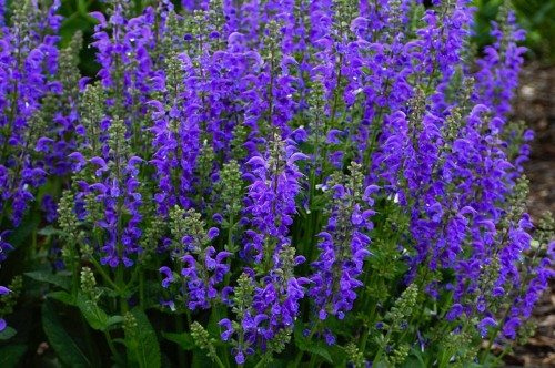 Salvia Fashionista "Midnight Model" - szałwia łąkowa | Sadzawka.pl