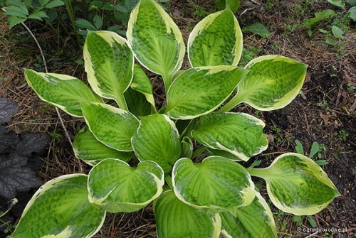 Hosta „Captain's Adventure” - funkia | Sadzawka.pl