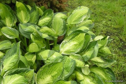 Hosta „Captain's Adventure” - funkia | Sadzawka.pl