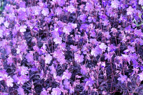 Geranium pratense "Hocus Pocus"- bodziszek łąkowy | Sadzawka.pl
