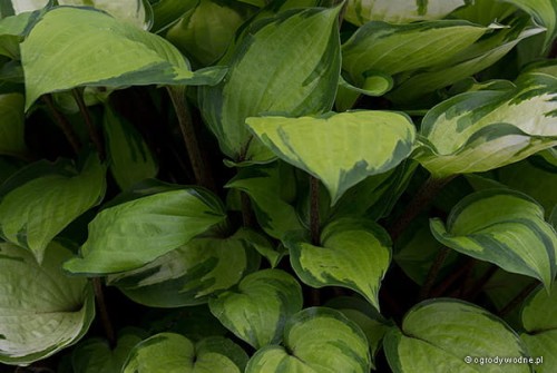 Hosta „Volcano Island” - funkia - Sadzawka