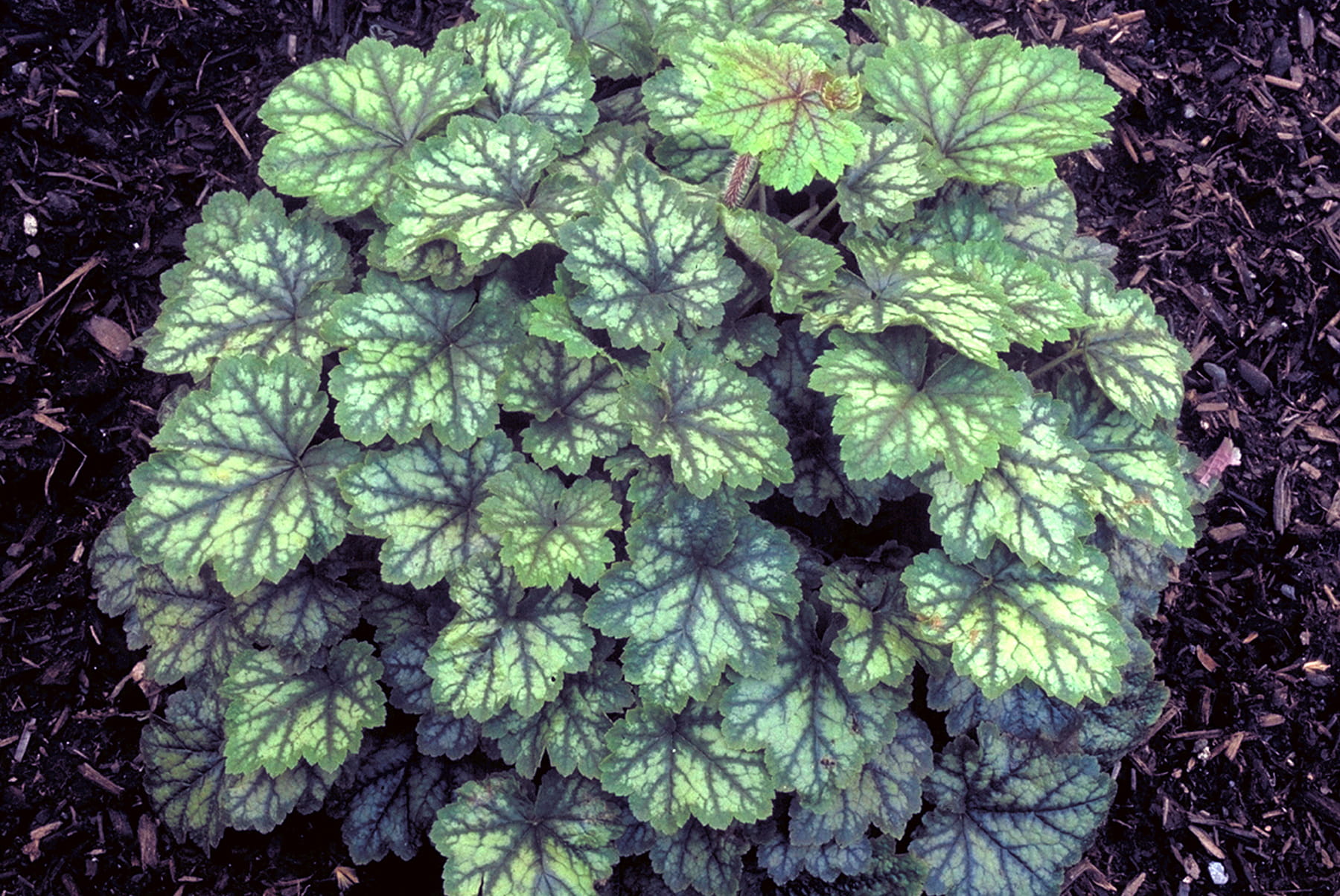 Tellima grandiflora "Forest Frost" - telima wielkokwiatowa | Sadzawka.pl