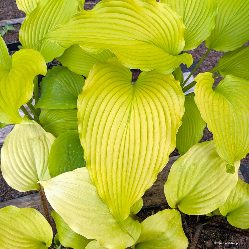 Hosta „Golden Falls” - funkia | Sadzawka.pl